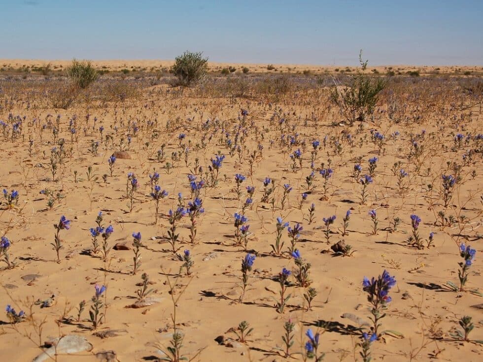 Flore et végétation du Sahara, la magie de la vie - L'Ami du Vent | Randonnée dans les Déserts ...